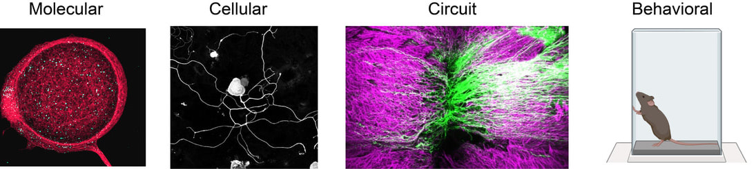 Dr. Brett Hilton | ICORD